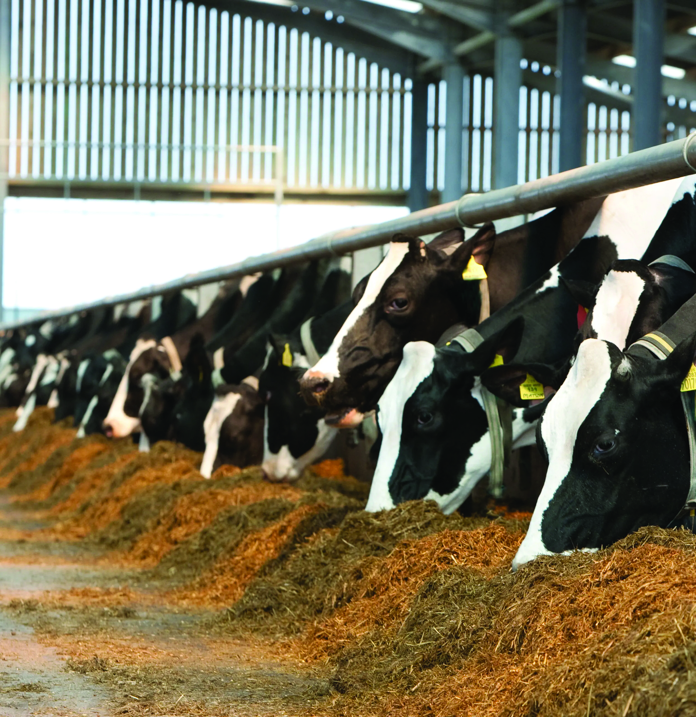 Livestock Farming Project in the Kingdom of Saudi Arabia - Mashroo3k ...