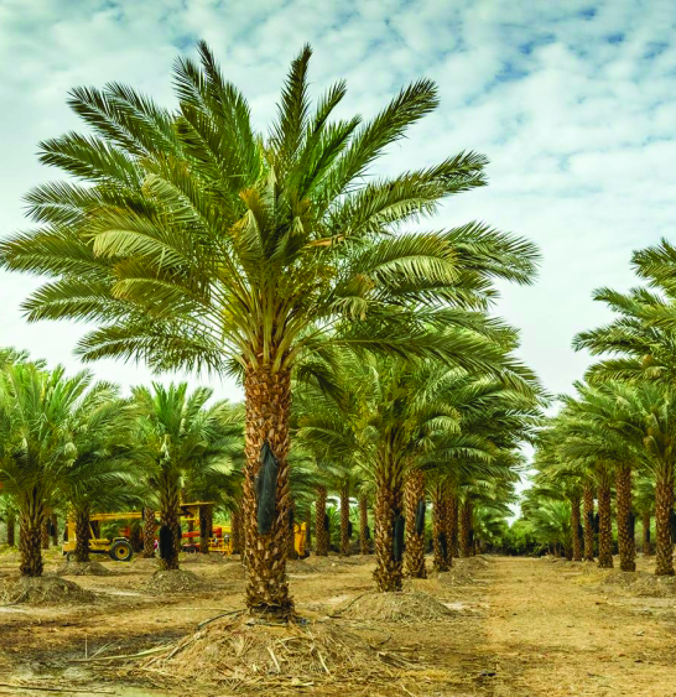 Palm Waste Recycling Project in the Kingdom of Saudi Arabia - Mashroo3k ...